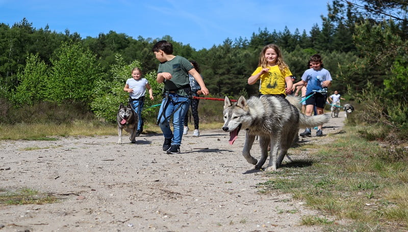 Dutch Husky Experience familie uitje | Veluwe met kinderen