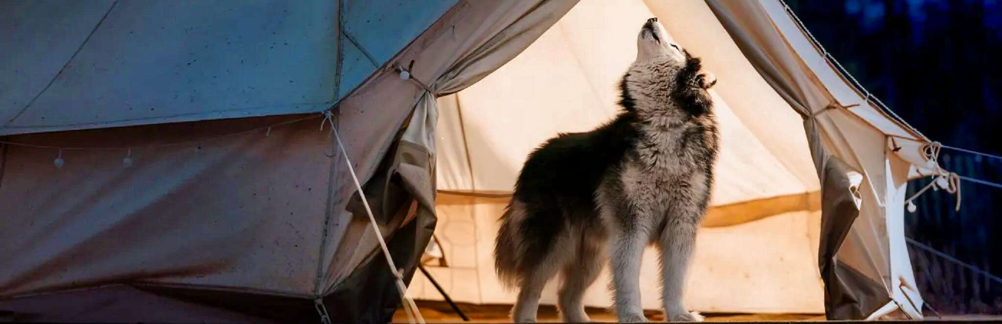 Dutch Husky Experience familie uitje | Veluwe met kinderen